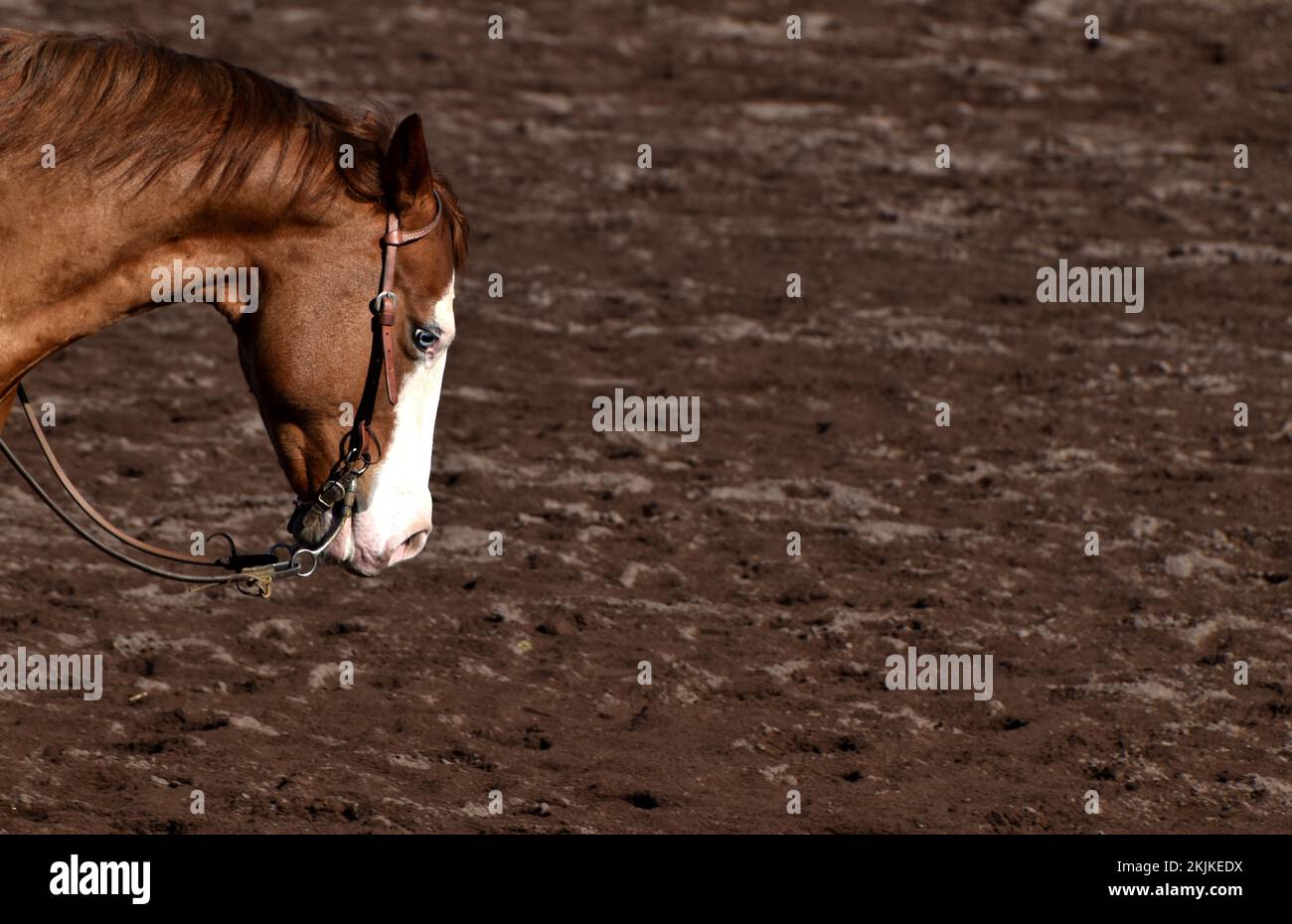 Close-up of the head and neck with headstall and reins of a western ...
