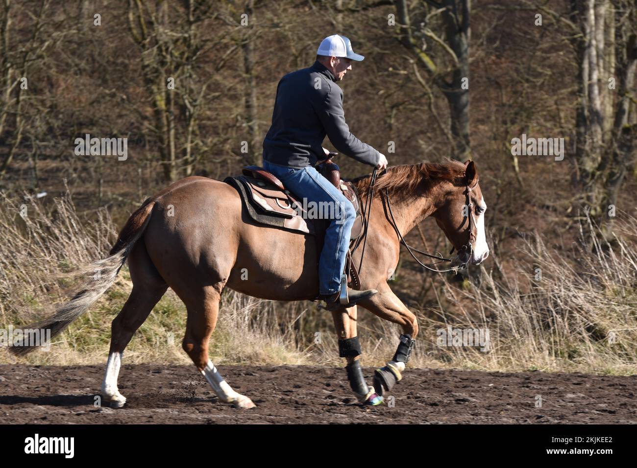 Training a western horse of the breed American Quarter Horse in canter ...