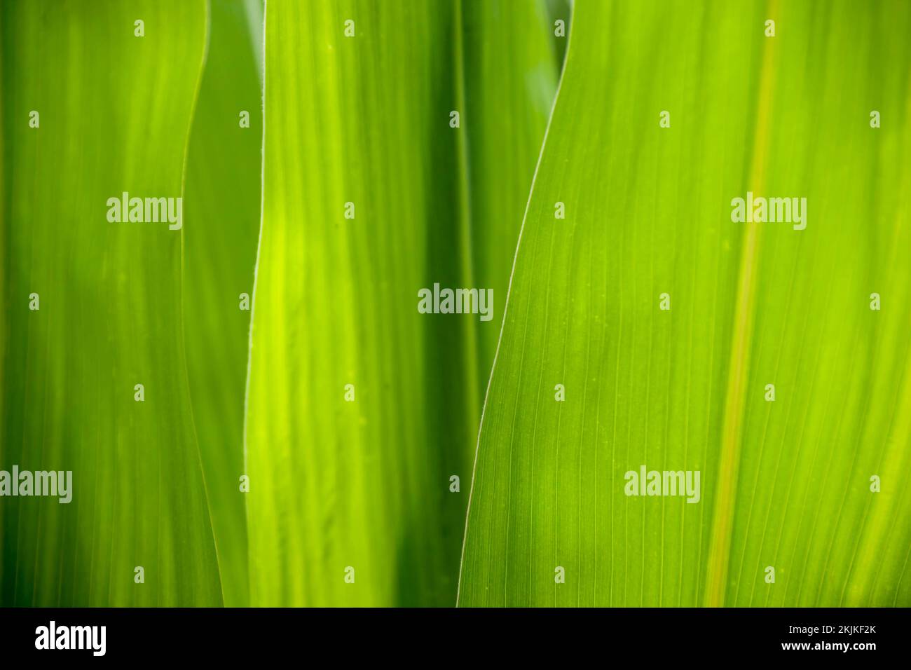 Maize leaves as background and texture, Germany, Europe Stock Photo - Alamy