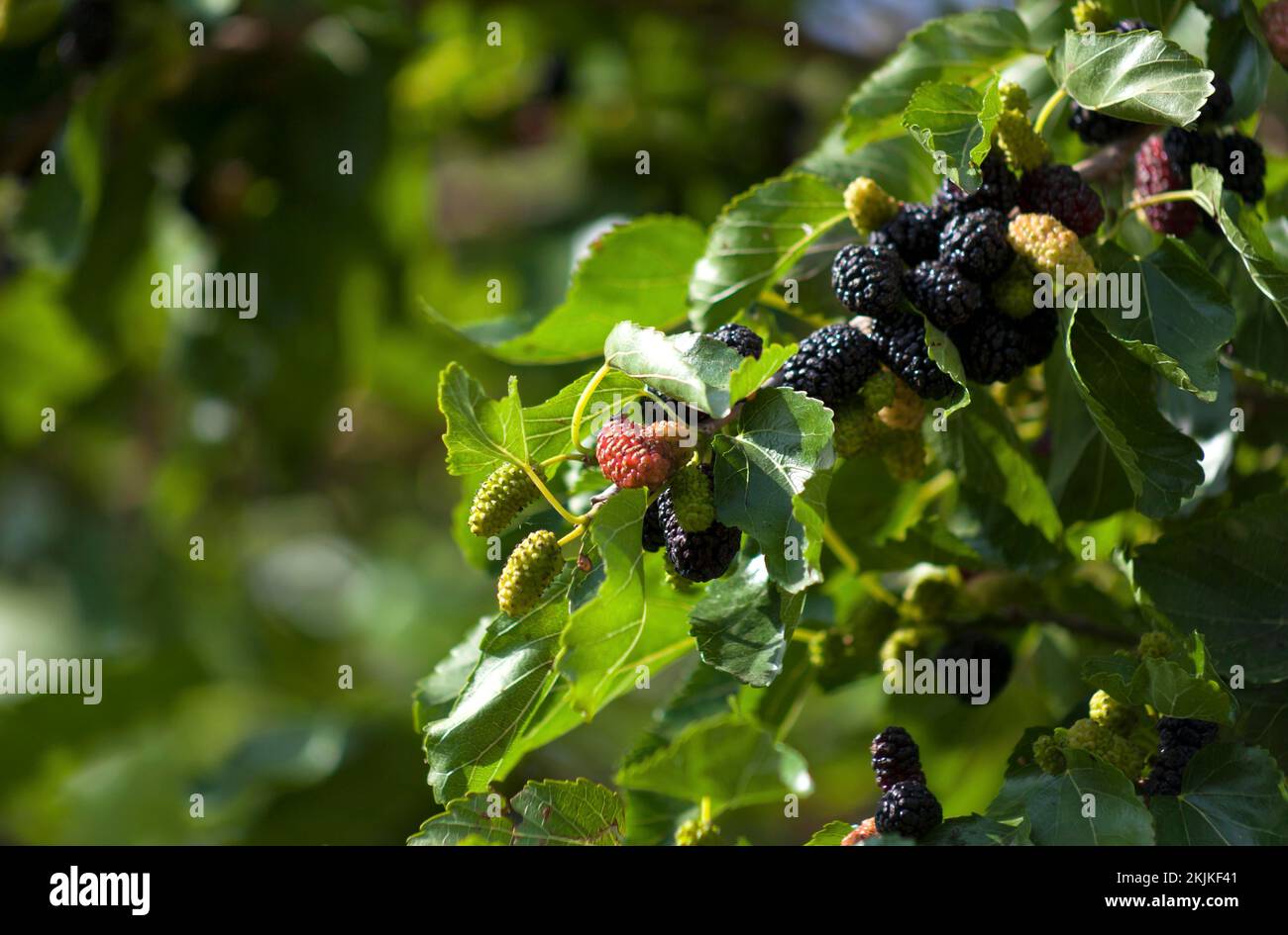 Black mulberry (Morus nigra) tree, branch with fruit, Majorca, Balearic ...