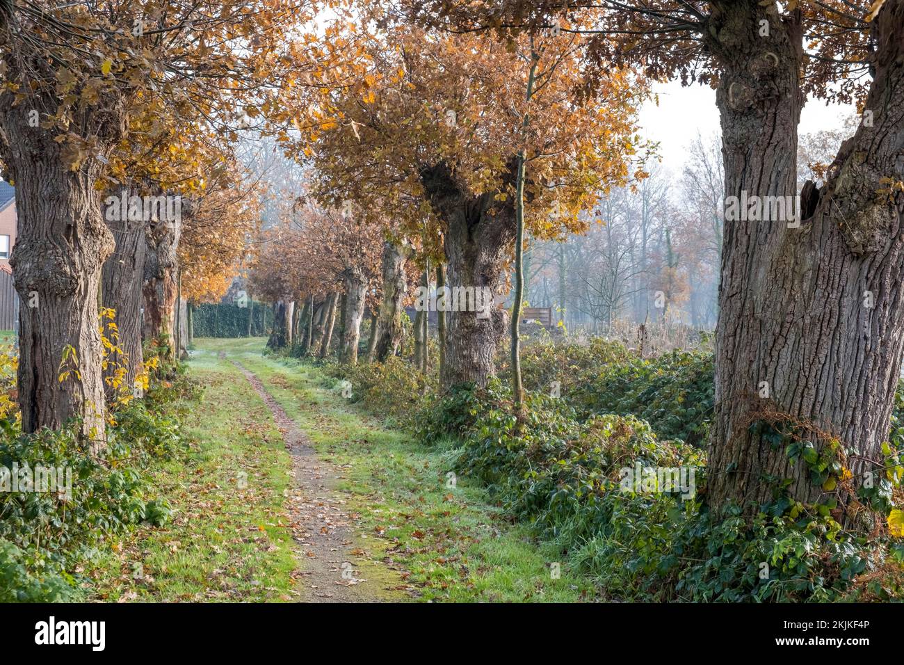 Cultural Monument Kloppendiek, The Kloppendiek, a path with centuries ...