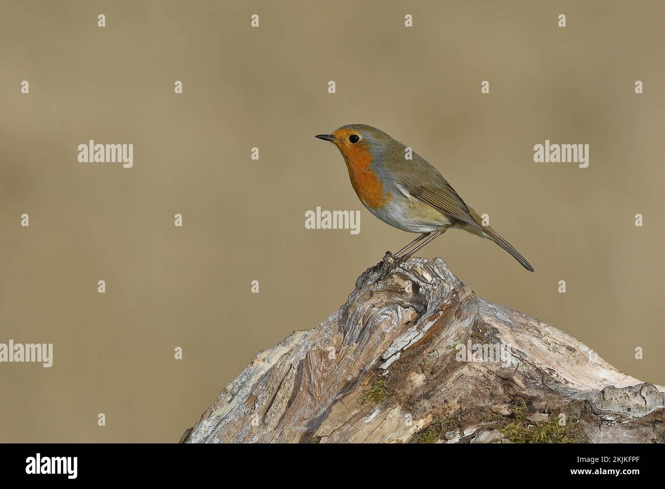 European robin (Erithacus rubecula), sitting on a tree root on the ...