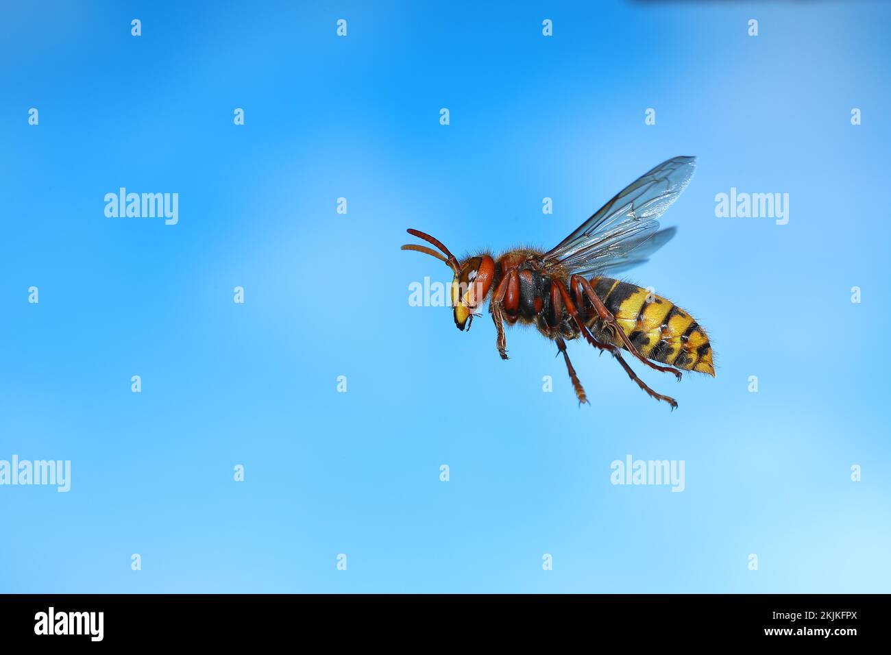 European hornet (Vespa crabro), worker in flight, Siegerland, North ...