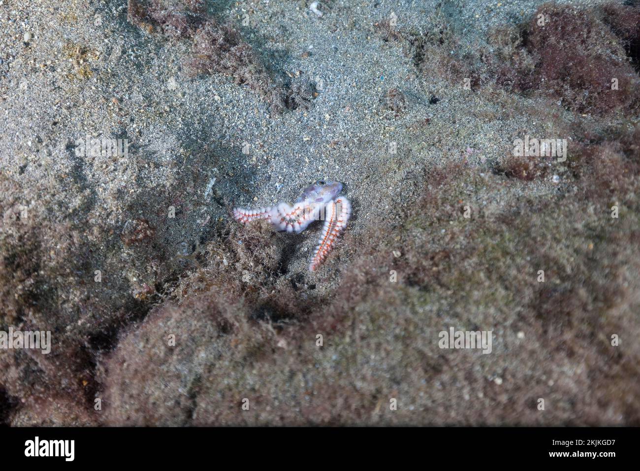 Bearded fireworms (Hermodice carunculata) eat dead pointed pufferfish ...