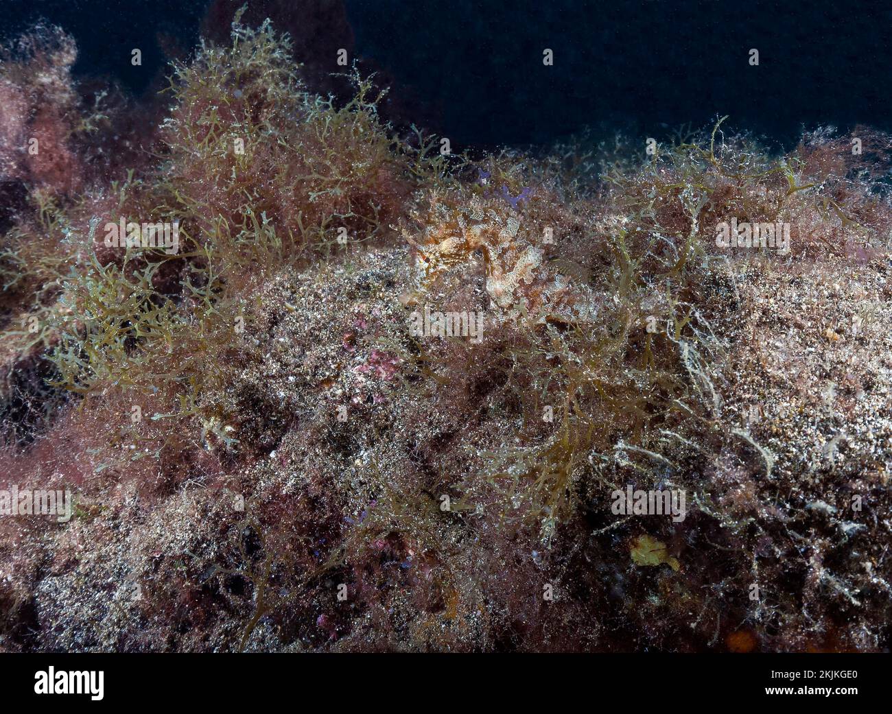 Short-snouted seahorse (Hippocampus hippocampus), Lanzarote, Canary ...