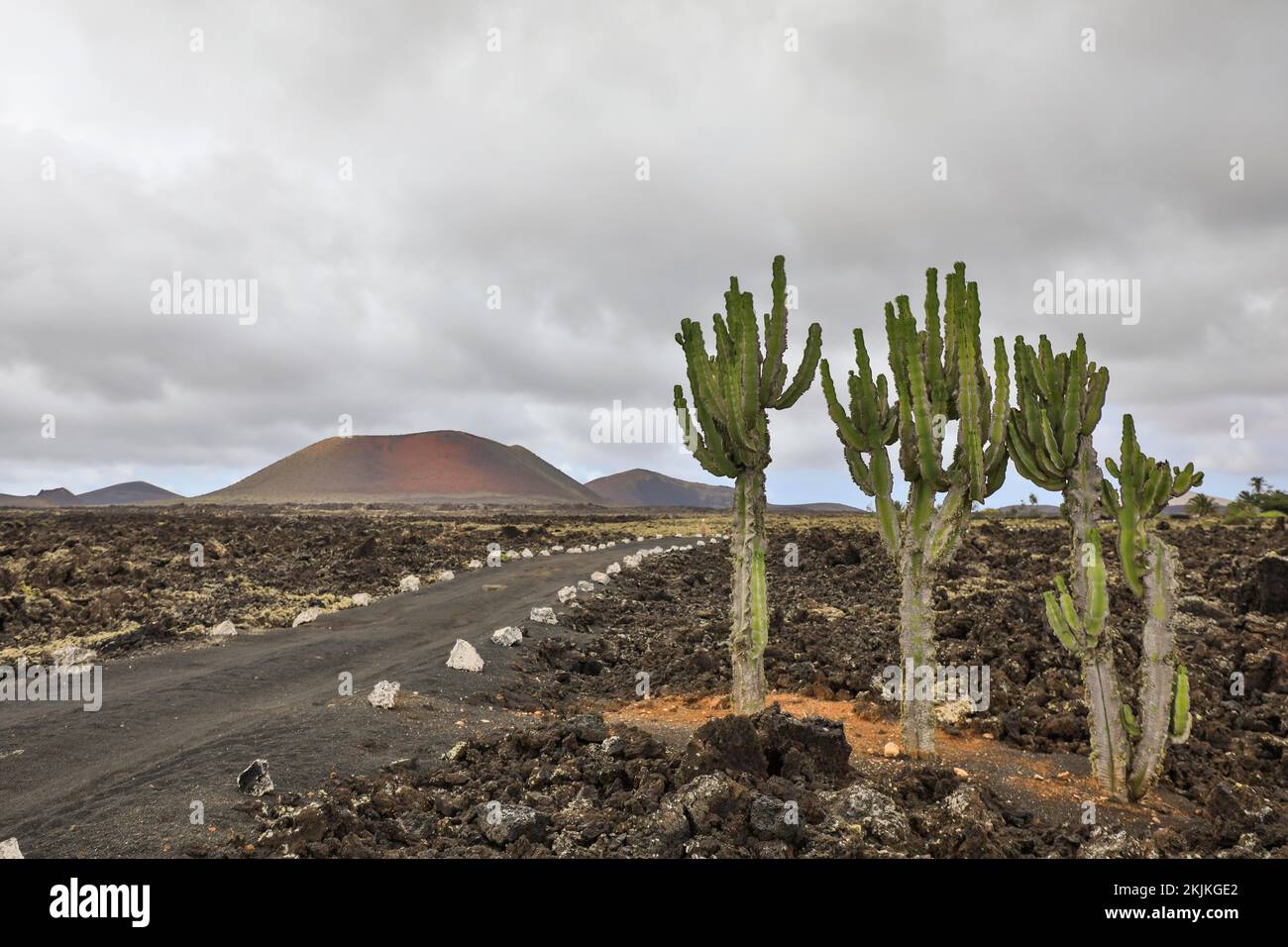 Volcano Colorado with cacti near Timanfaya National Park, Lanzarote ...