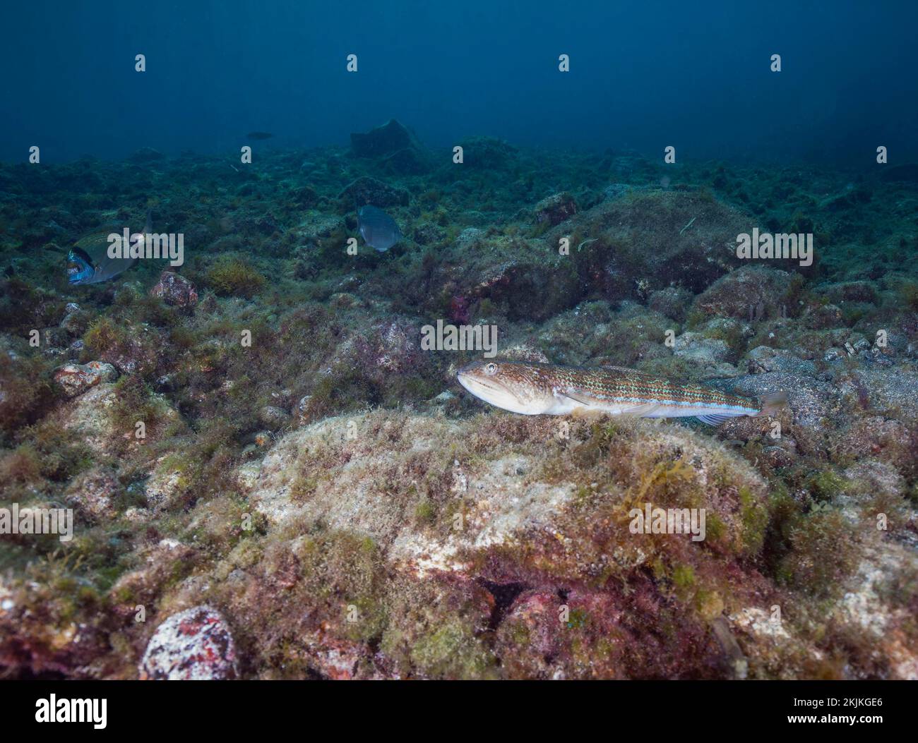 Atlantic lizardfish (Synodus saurus), Lanzarote. Canary Islands, Spain ...