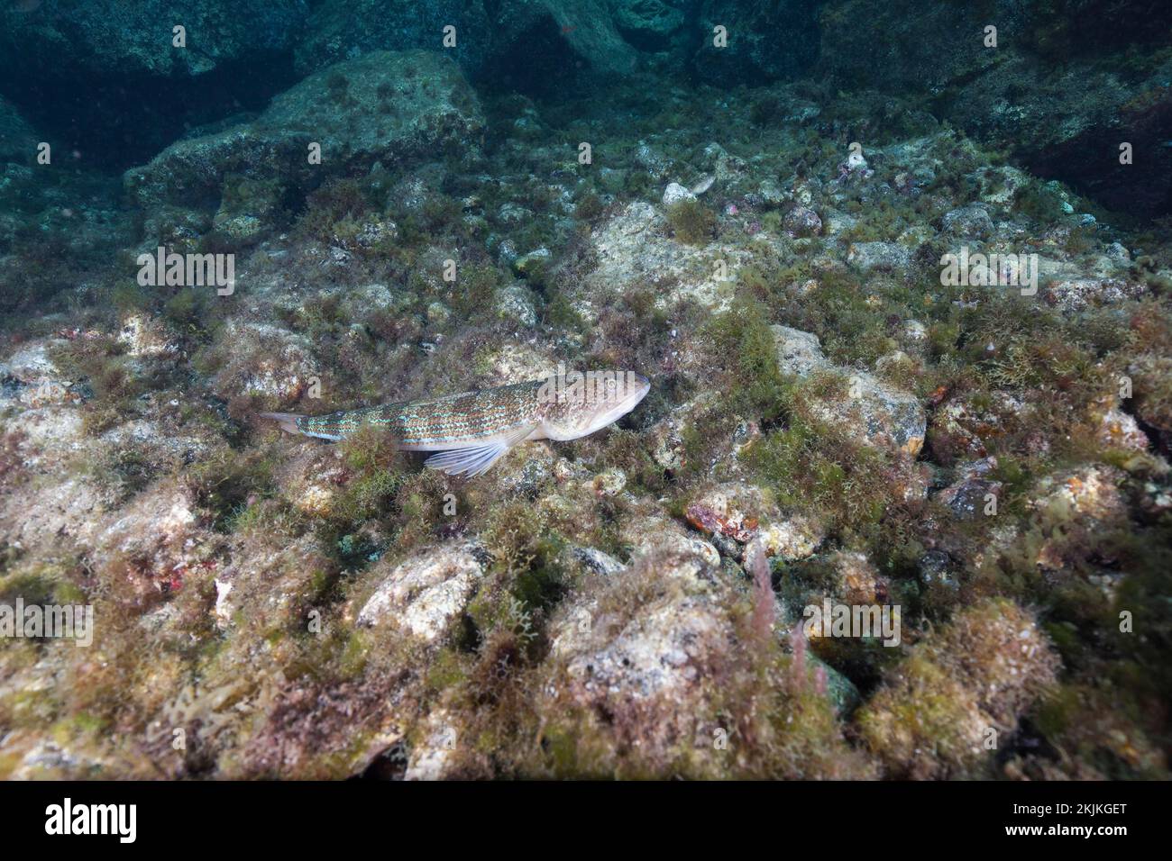 Atlantic lizardfish (Synodus saurus), Lanzarote. Canary Islands, Spain ...