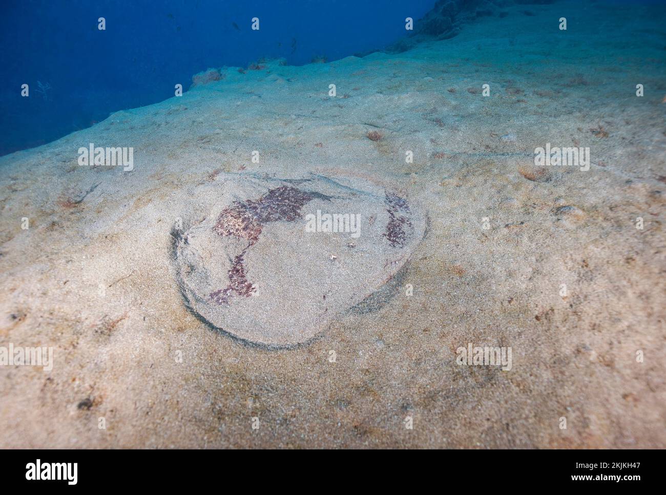Marbled electric ray (Torpedo marmorata), Lanzarote. Canary Islands ...