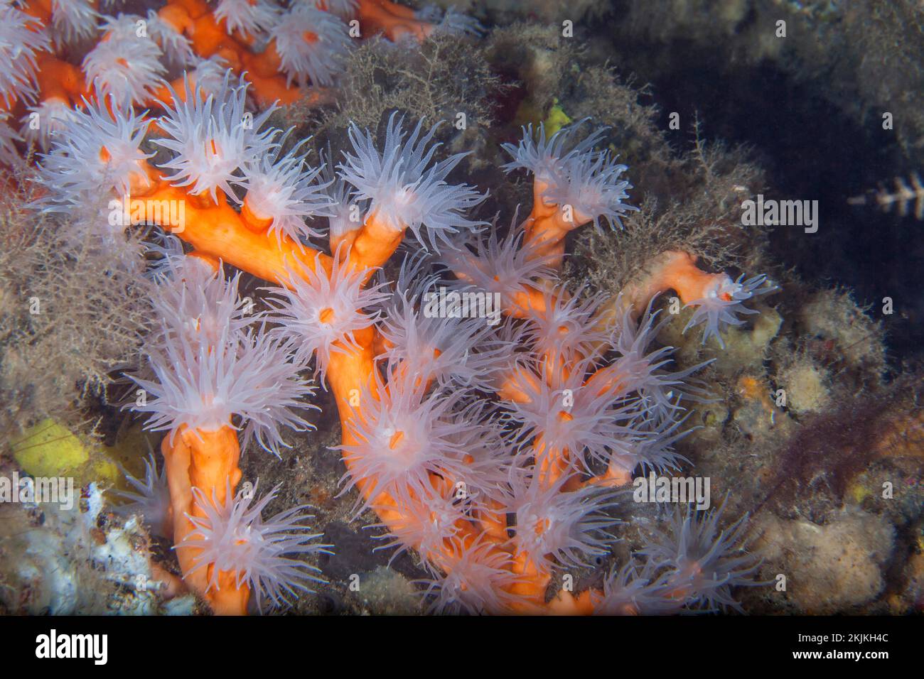 Orange tree coral (Dendrophyllia Ramea), Lanzarote. Canary Islands ...