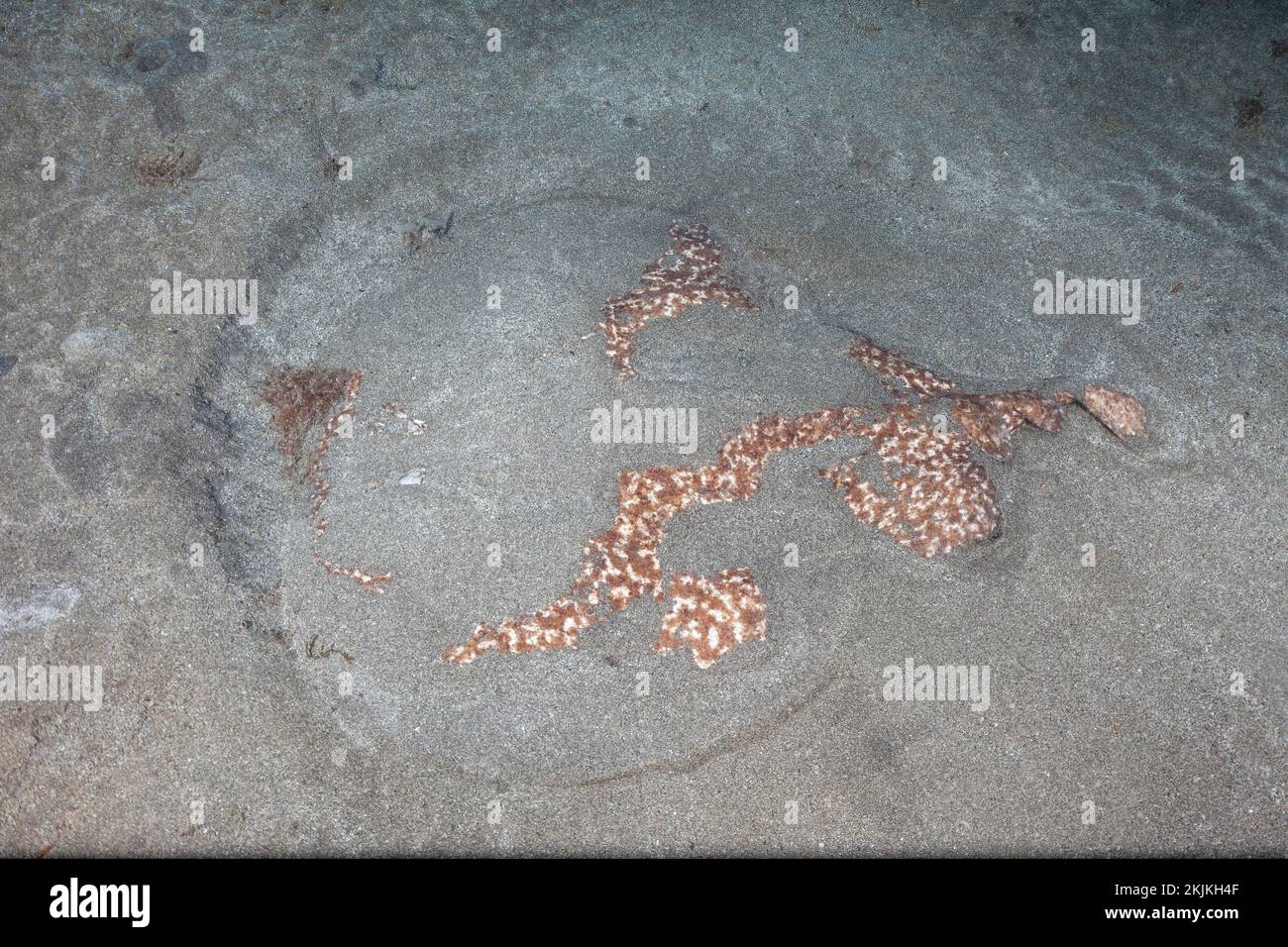 Marbled electric ray (Torpedo marmorata), Lanzarote. Canary Islands ...
