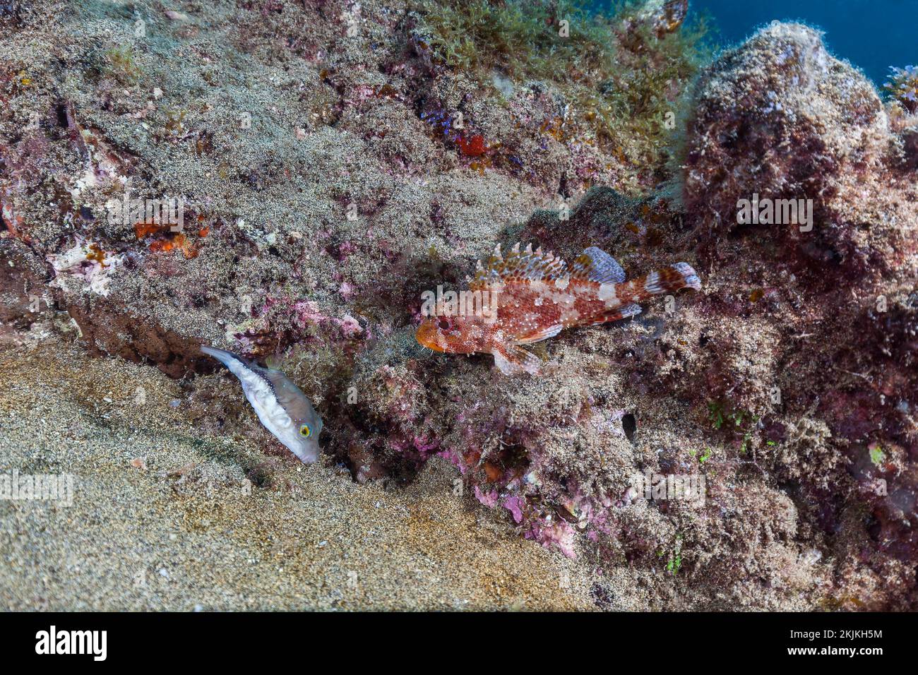 Madeira rockfish (Scorpaena maderensis) and Macaronesian pointed ...