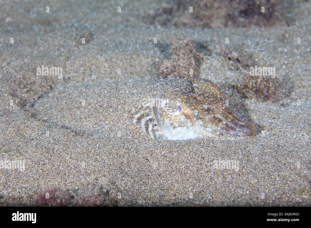 Common cuttlefish (Sepia officinalis) hiding in the sand, Lanzarote ...