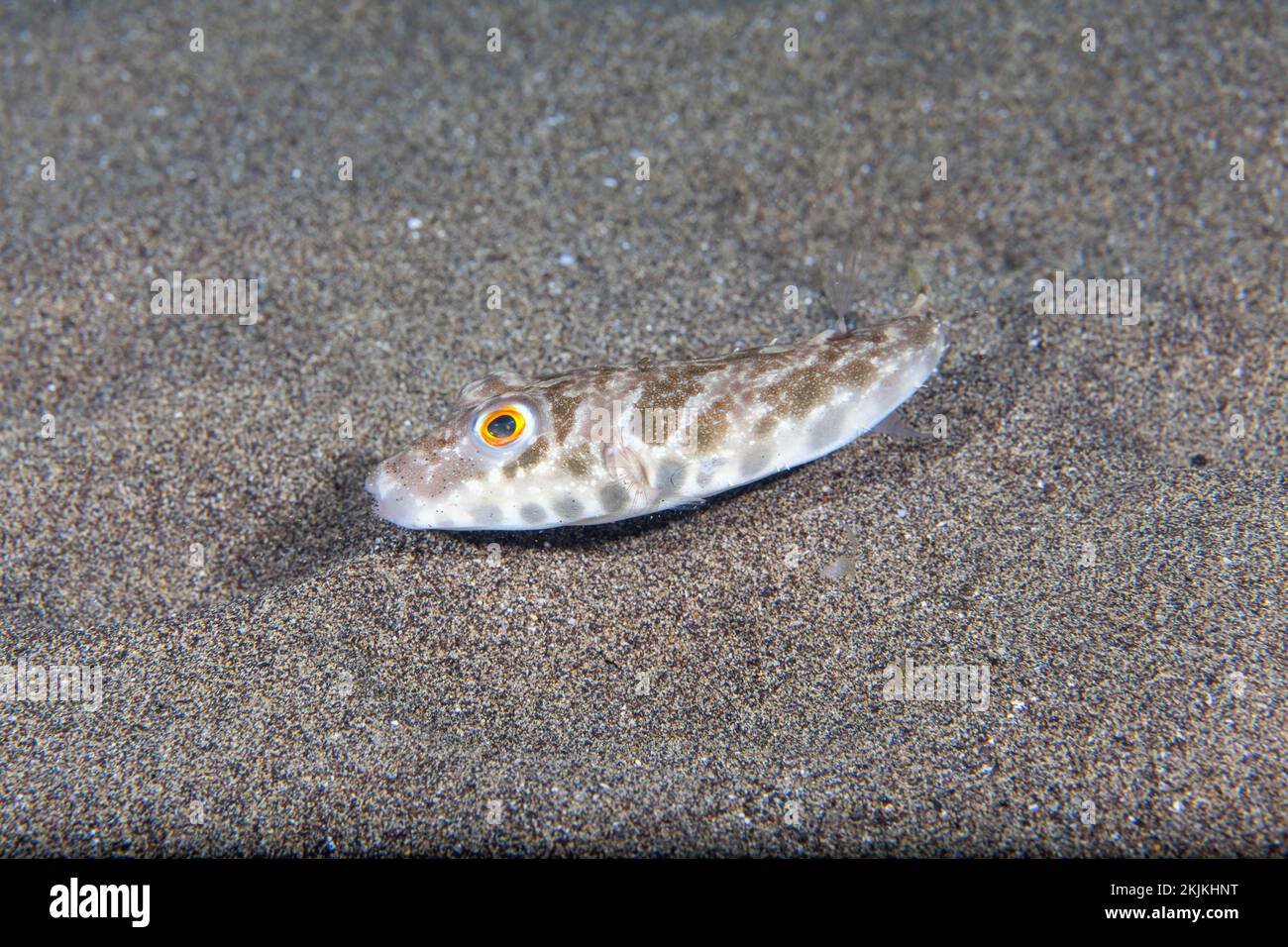 Congo pufferfish hi-res stock photography and images - Alamy