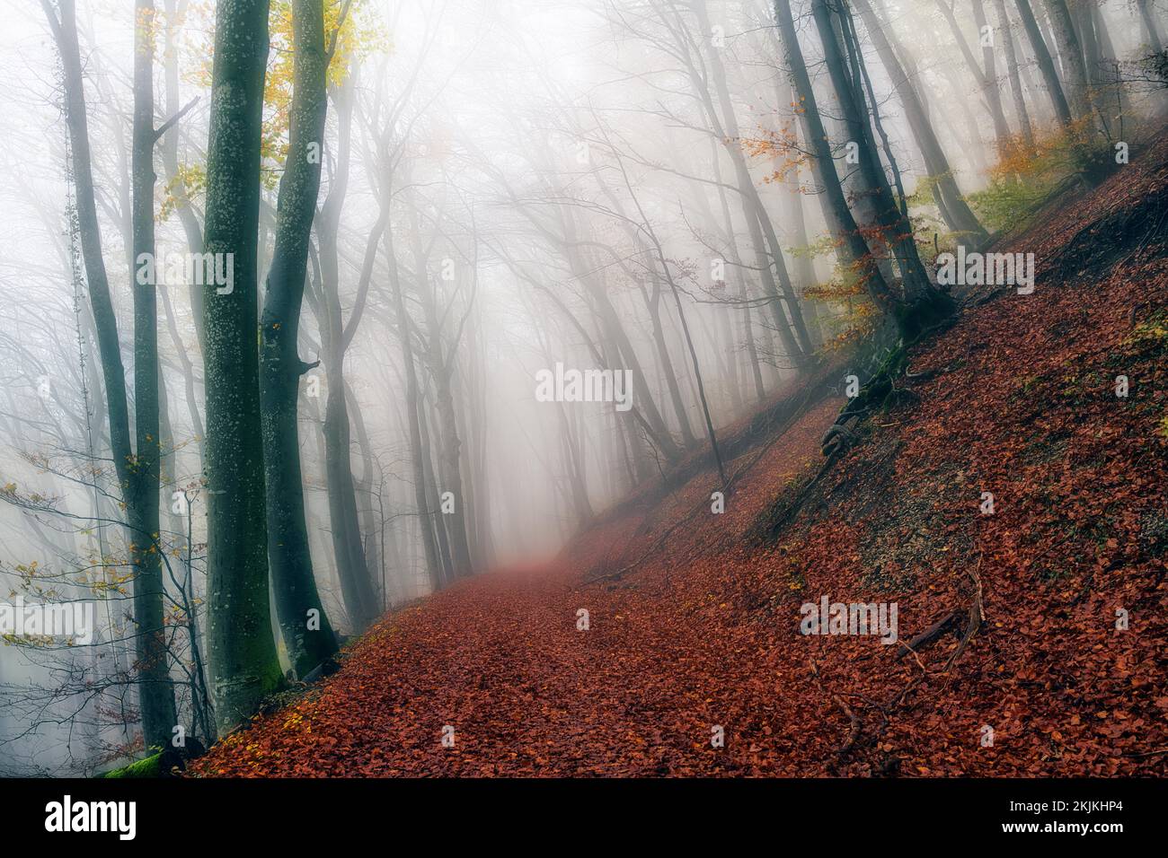 Autumn leaves on forest path, common beech (Fagus sylvatica) in the fog ...
