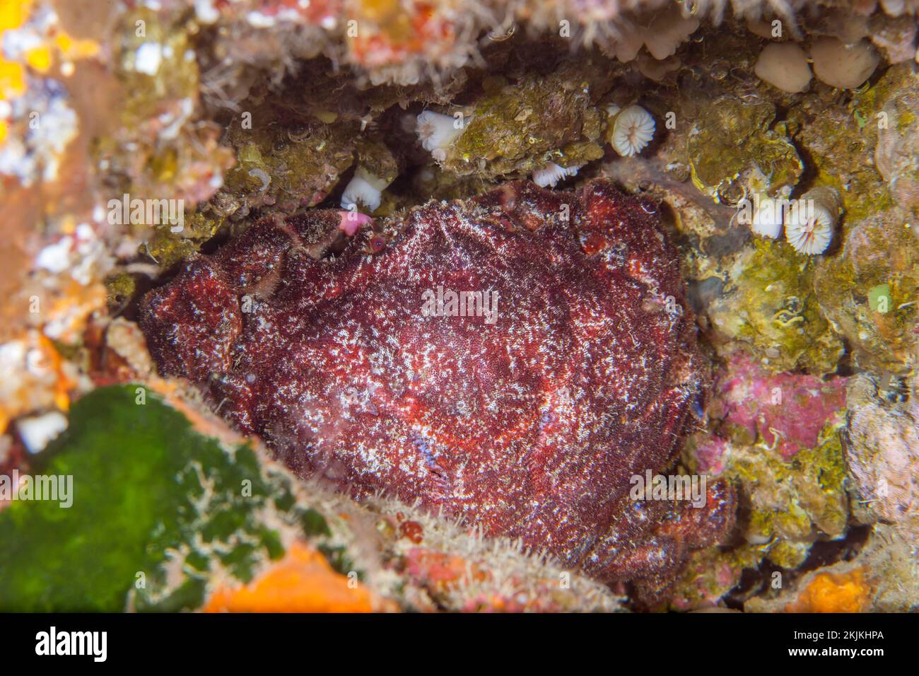 Southern sponge crab hi-res stock photography and images - Alamy