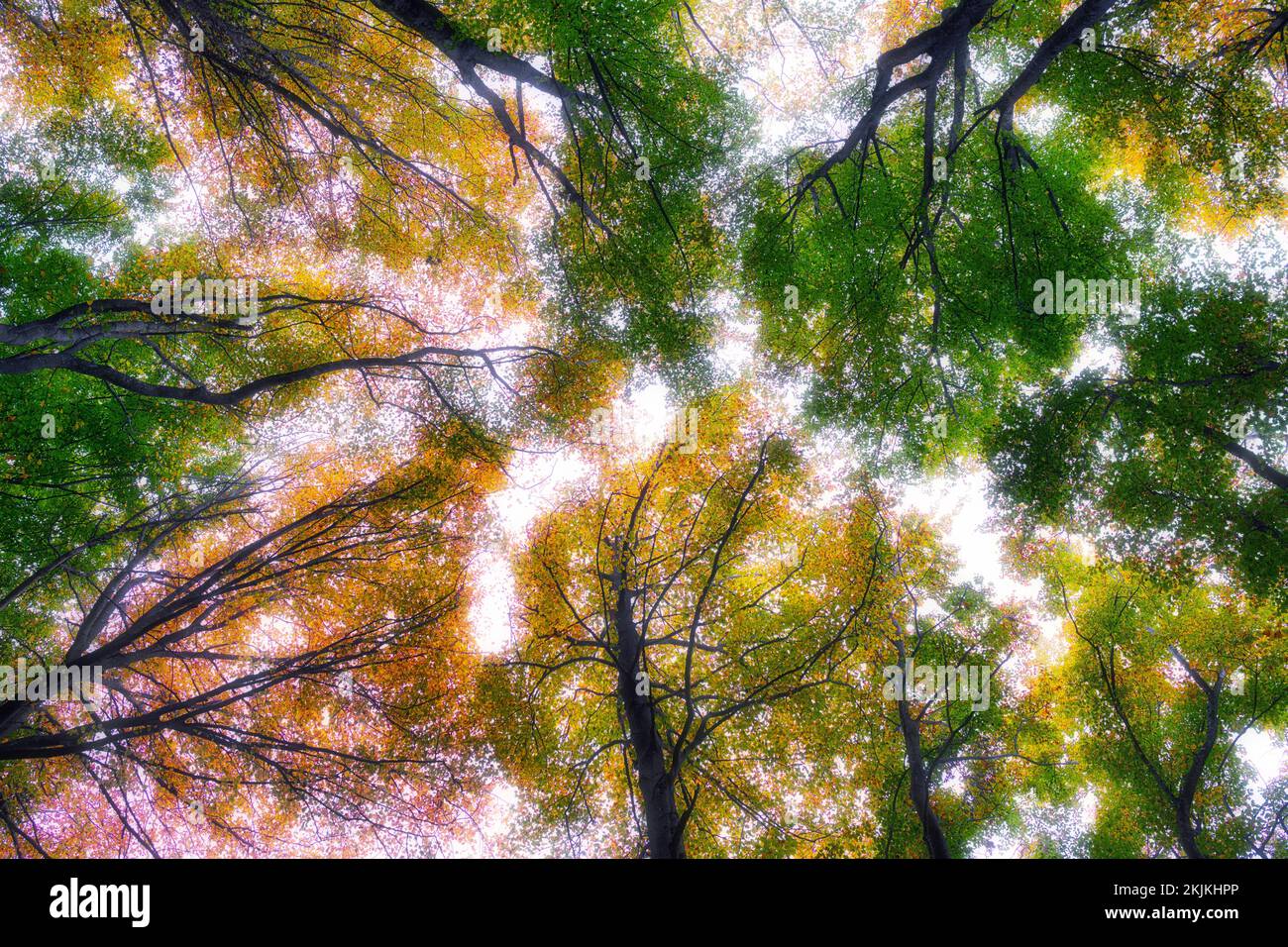 Autumn-coloured treetops in the common beech (Fagus sylvatica ...