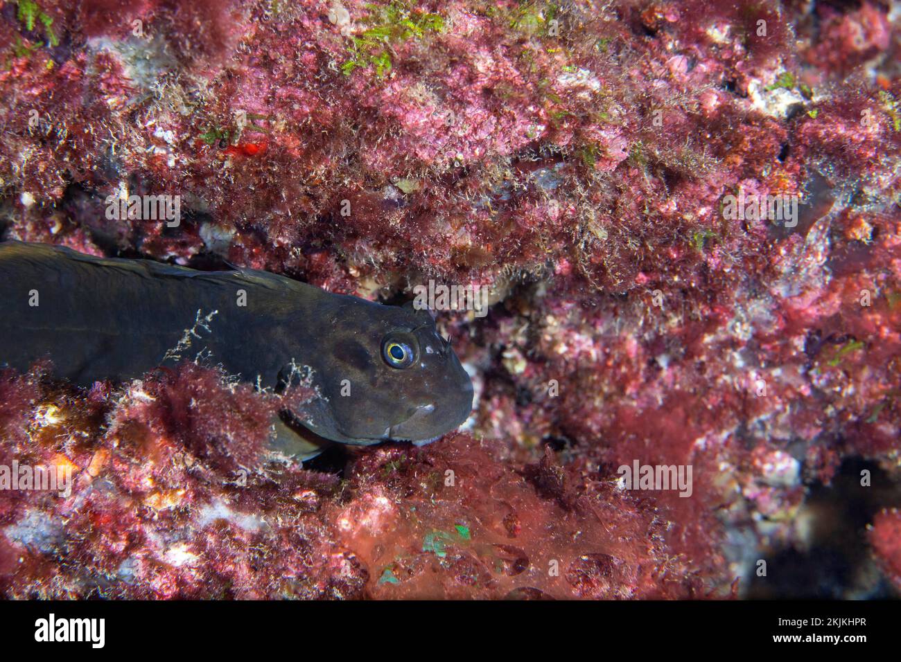 Comb tooth blennies hi-res stock photography and images - Alamy