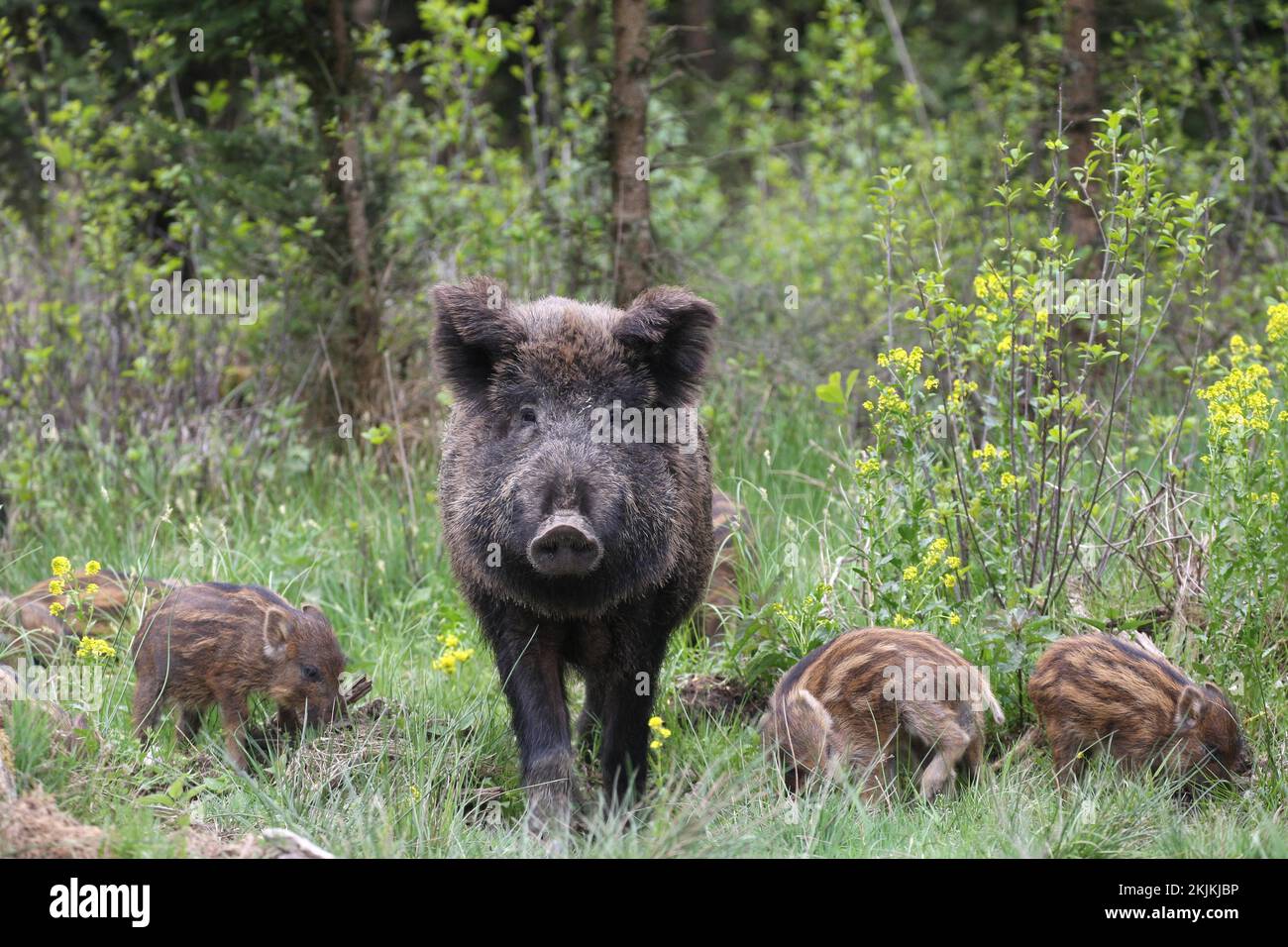 Wild boar (Sus scrofa) sow securing her young pigs, Allgäu, Bavaria ...