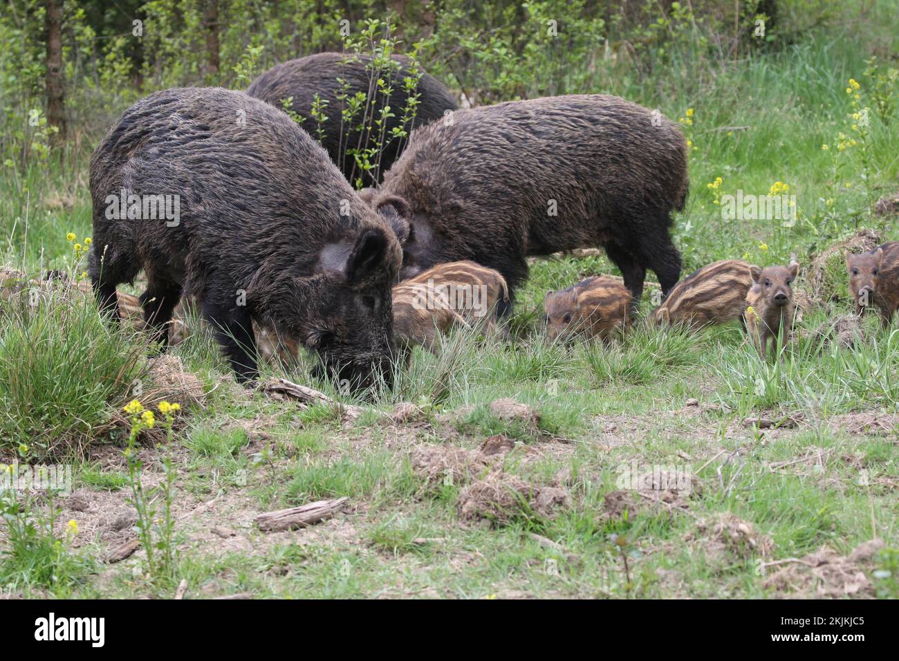 Wild boar (Sus scrofa) males with their young pigs foraging, Allgäu ...