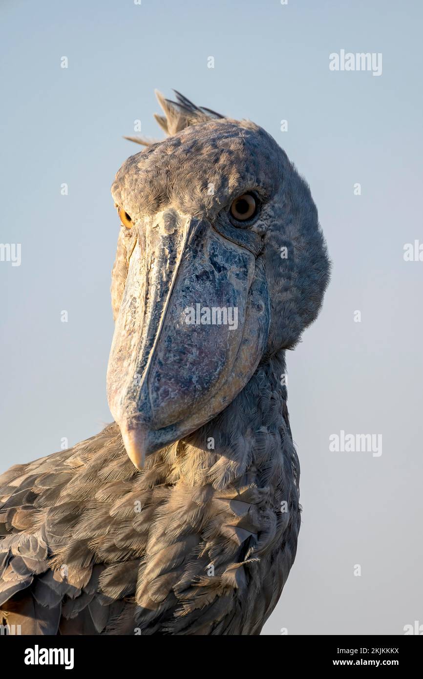 Shoebill (Balaeniceps rex), also Abu Markub, animal portrait, oblique ...