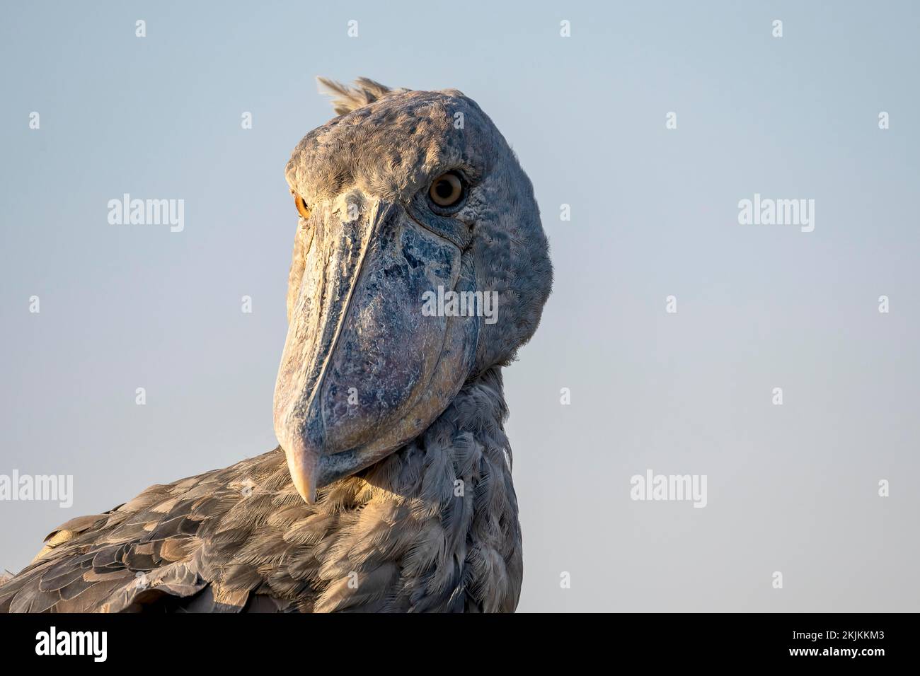 Shoebill (Balaeniceps rex), also Abu Markub, animal portrait, oblique ...