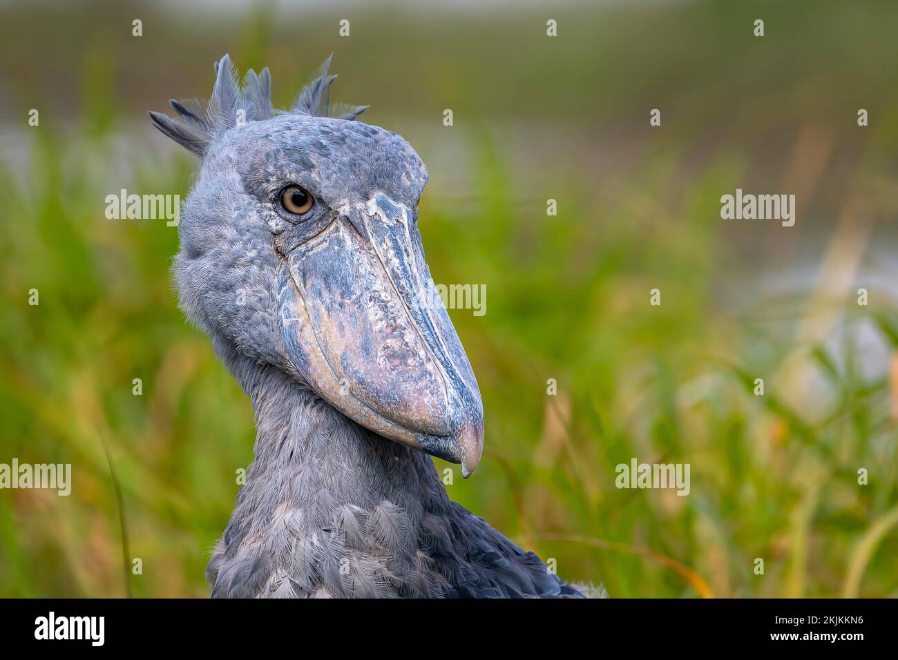 Shoebill (Balaeniceps rex), also Abu Markub, animal portrait, profile ...