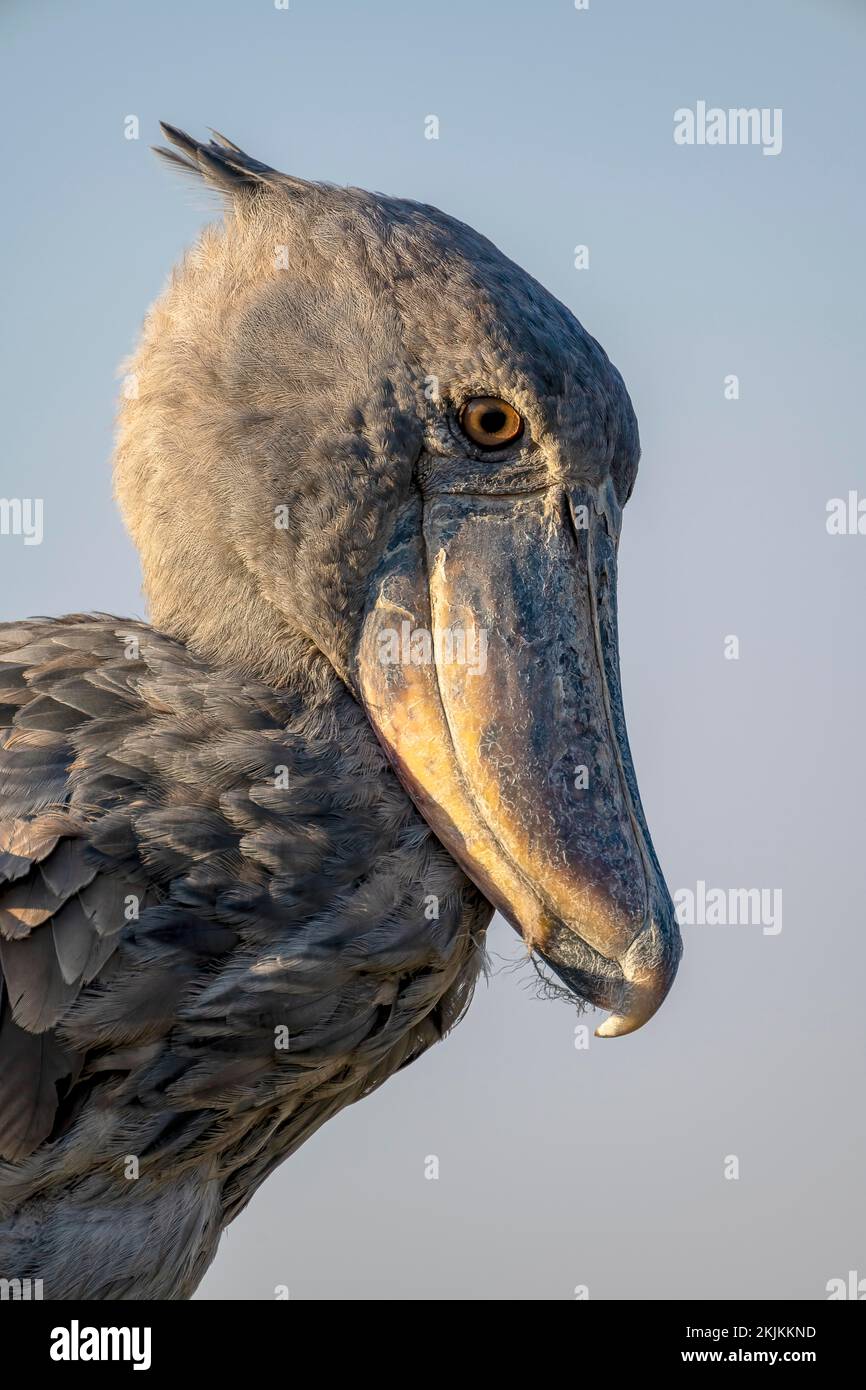 Shoebill (Balaeniceps rex), also Abu Markub, animal portrait, oblique ...