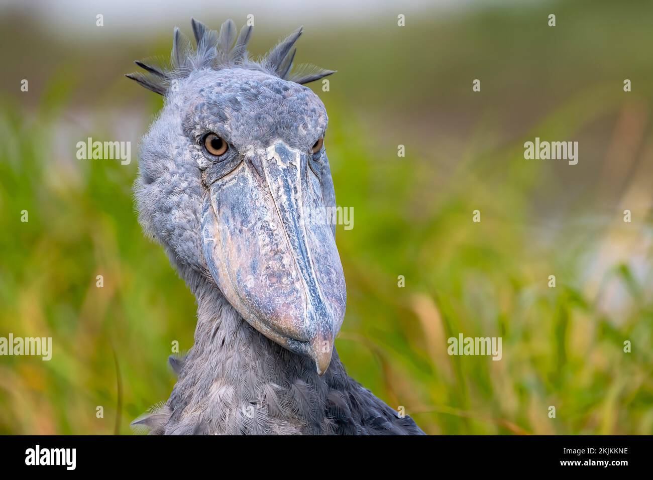 Shoebill (Balaeniceps rex), also Abu Markub, animal portrait, oblique ...