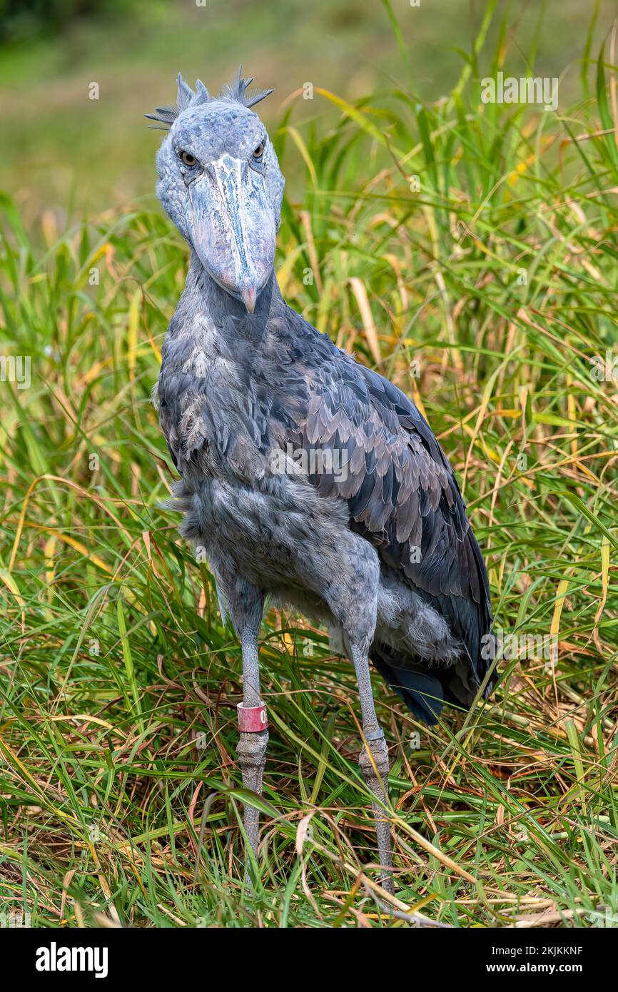 Shoebill (Balaeniceps rex), also Abu Markub, frontal, Bangweulu Swamps ...