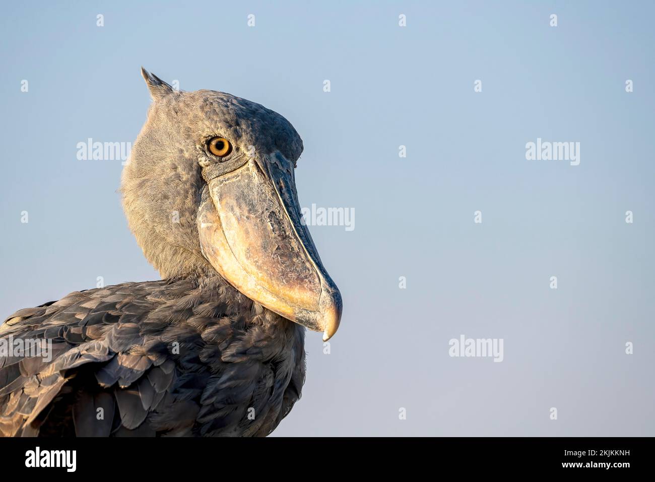 Shoebill (Balaeniceps rex), also Abu Markub, animal portrait, oblique ...