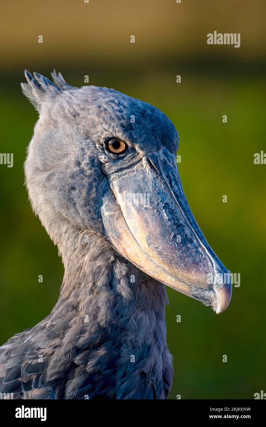 Lateral lightning hi-res stock photography and images - Alamy