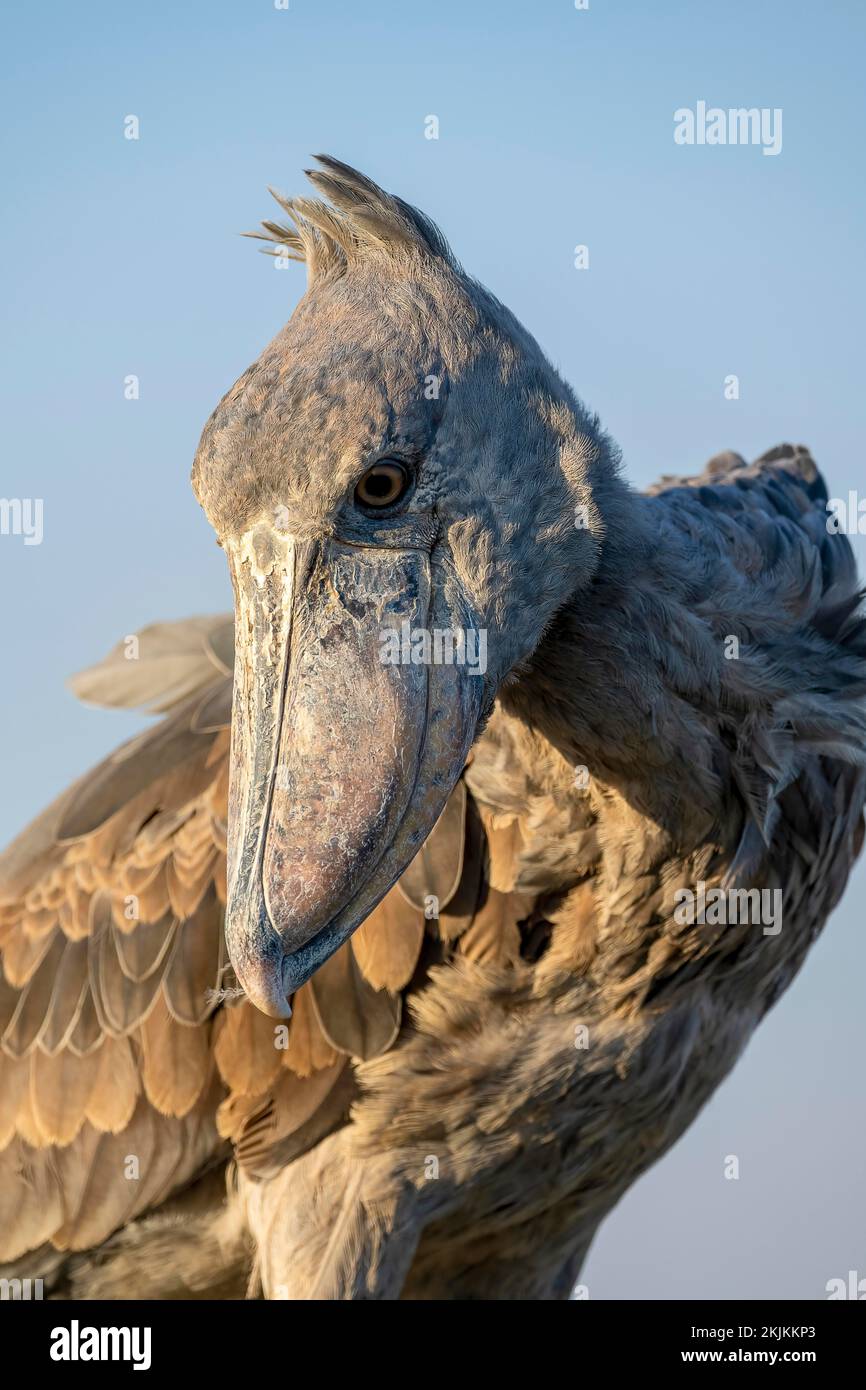Shoebill (Balaeniceps rex), also Abu Markub, animal portrait, watching ...