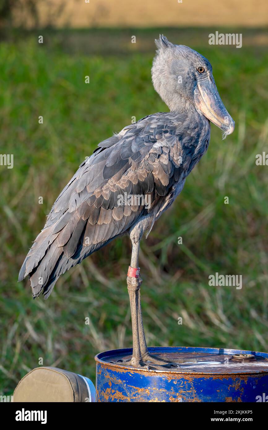 Shoebill (Balaeniceps rex), also Abu Markub, standing on petrol barrel ...