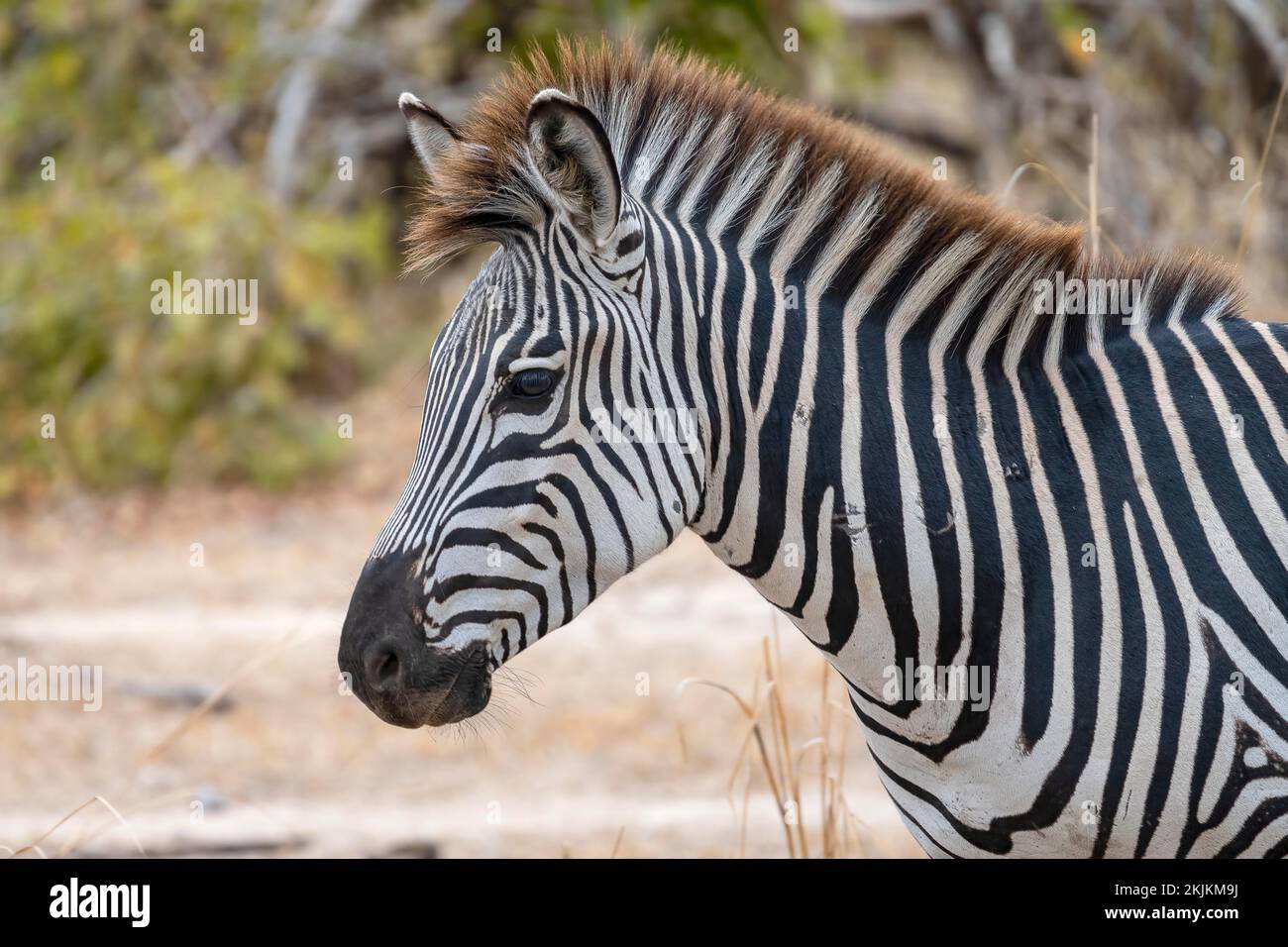 Plains Zebra of the subspecies crawshay's zebra (Equus quagga crawshayi ...