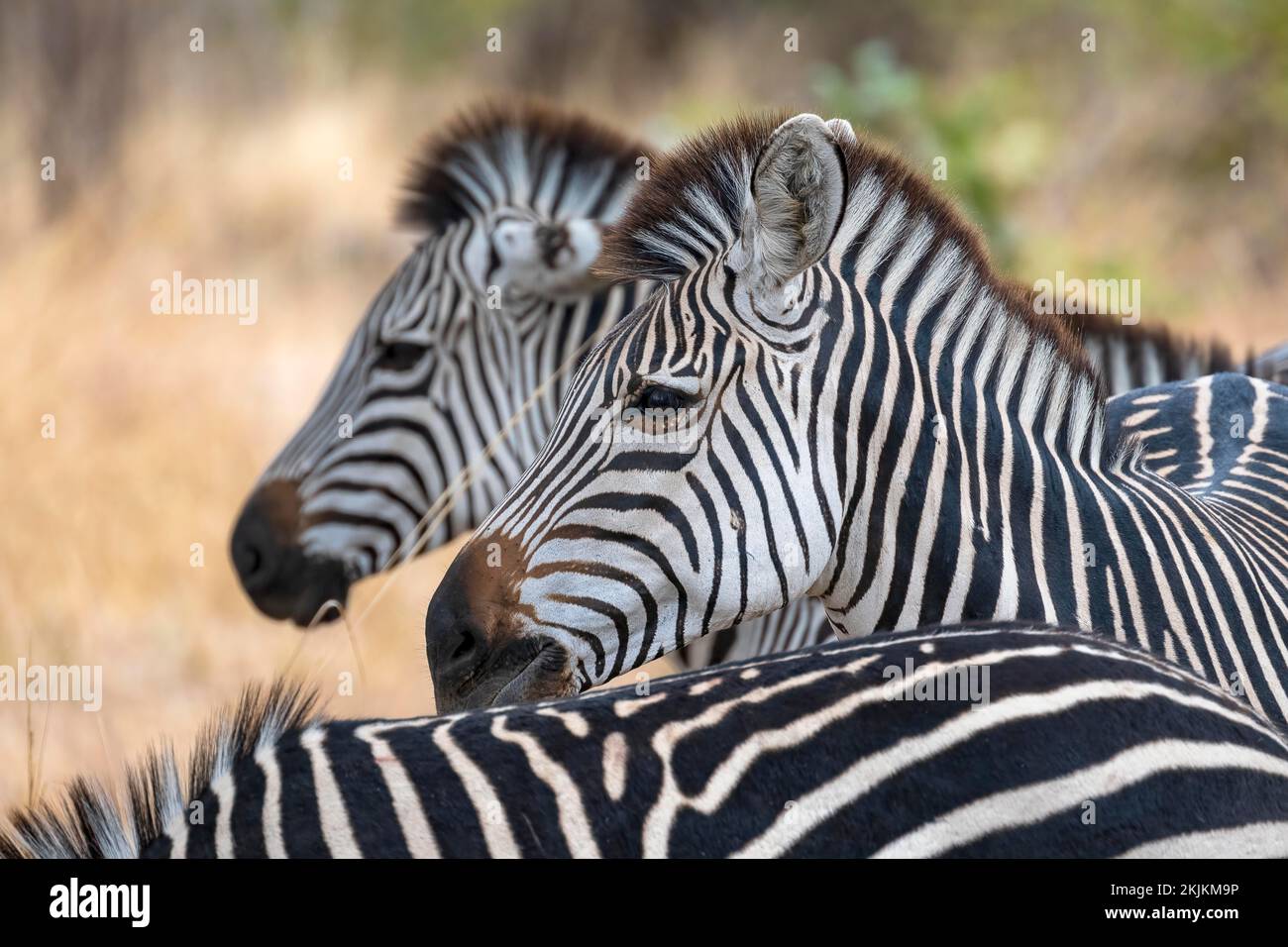 Plains Zebra of the subspecies crawshay's zebra (Equus quagga crawshayi ...