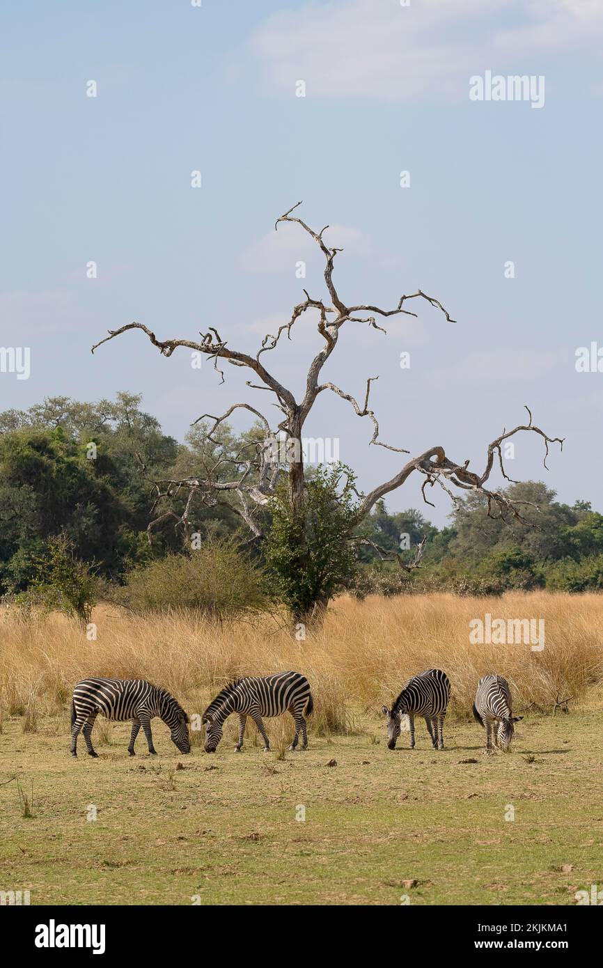 Plains Zebra of the subspecies crawshay's zebra (Equus quagga crawshayi ...