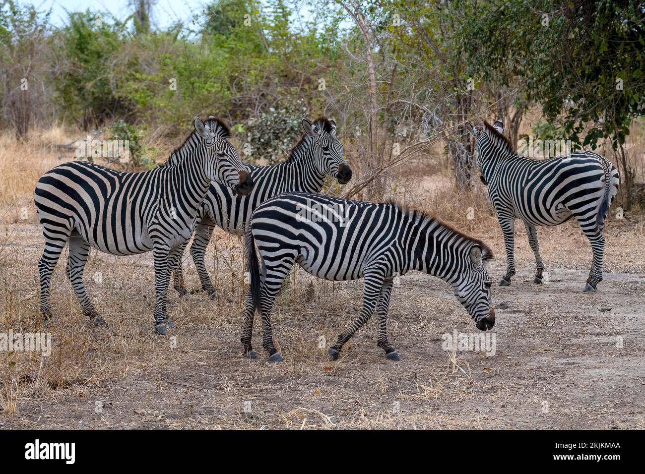 Plains Zebra of the subspecies crawshay's zebra (Equus quagga crawshayi ...