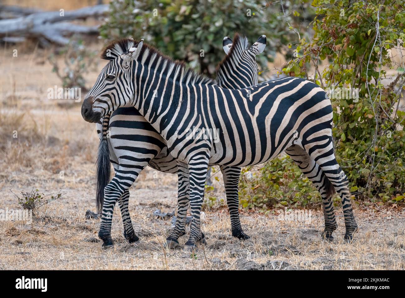 Plains Zebra of the subspecies crawshay's zebra (Equus quagga crawshayi ...