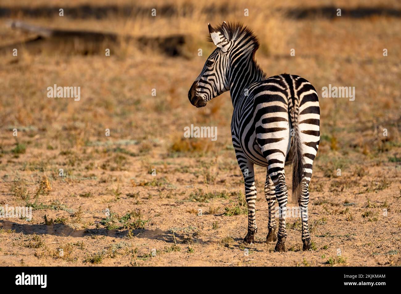 Plains Zebra of the subspecies crawshay's zebra (Equus quagga crawshayi ...