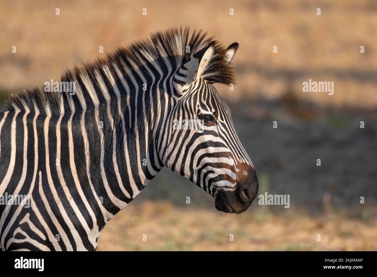Plains Zebra of the subspecies crawshay's zebra (Equus quagga crawshayi ...