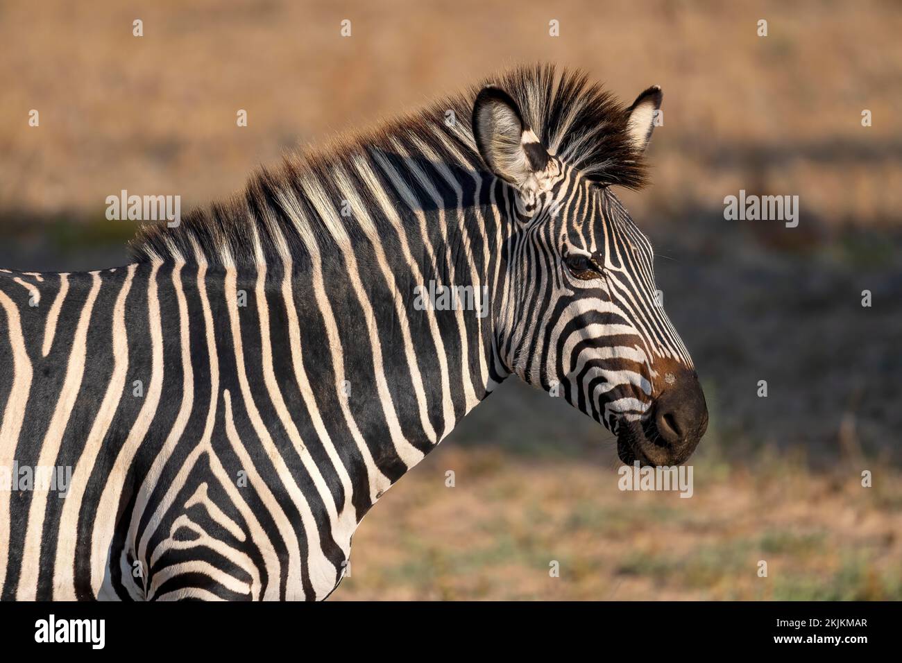 Plains Zebra of the subspecies crawshay's zebra (Equus quagga crawshayi ...