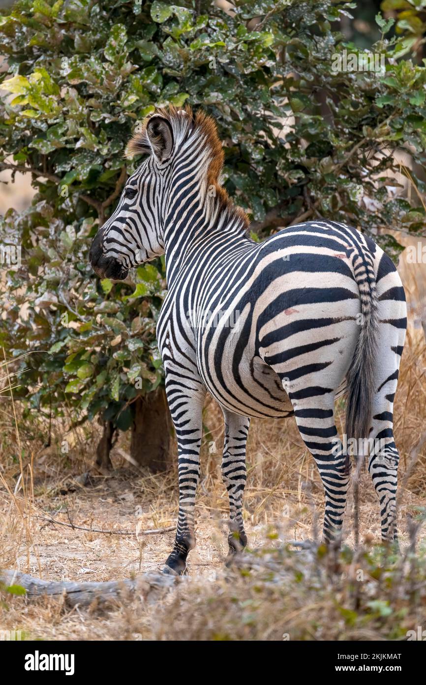 Luangwa river zebra hi-res stock photography and images - Alamy