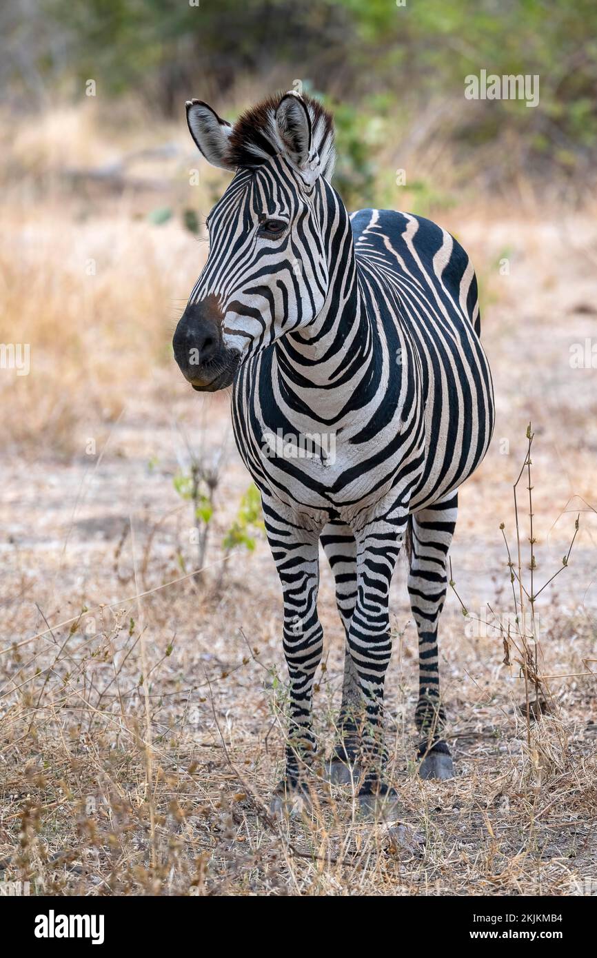 Plains Zebra of the subspecies crawshay's zebra (Equus quagga crawshayi ...