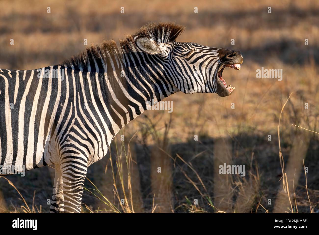 Plains Zebra of the subspecies crawshay's zebra (Equus quagga crawshayi ...