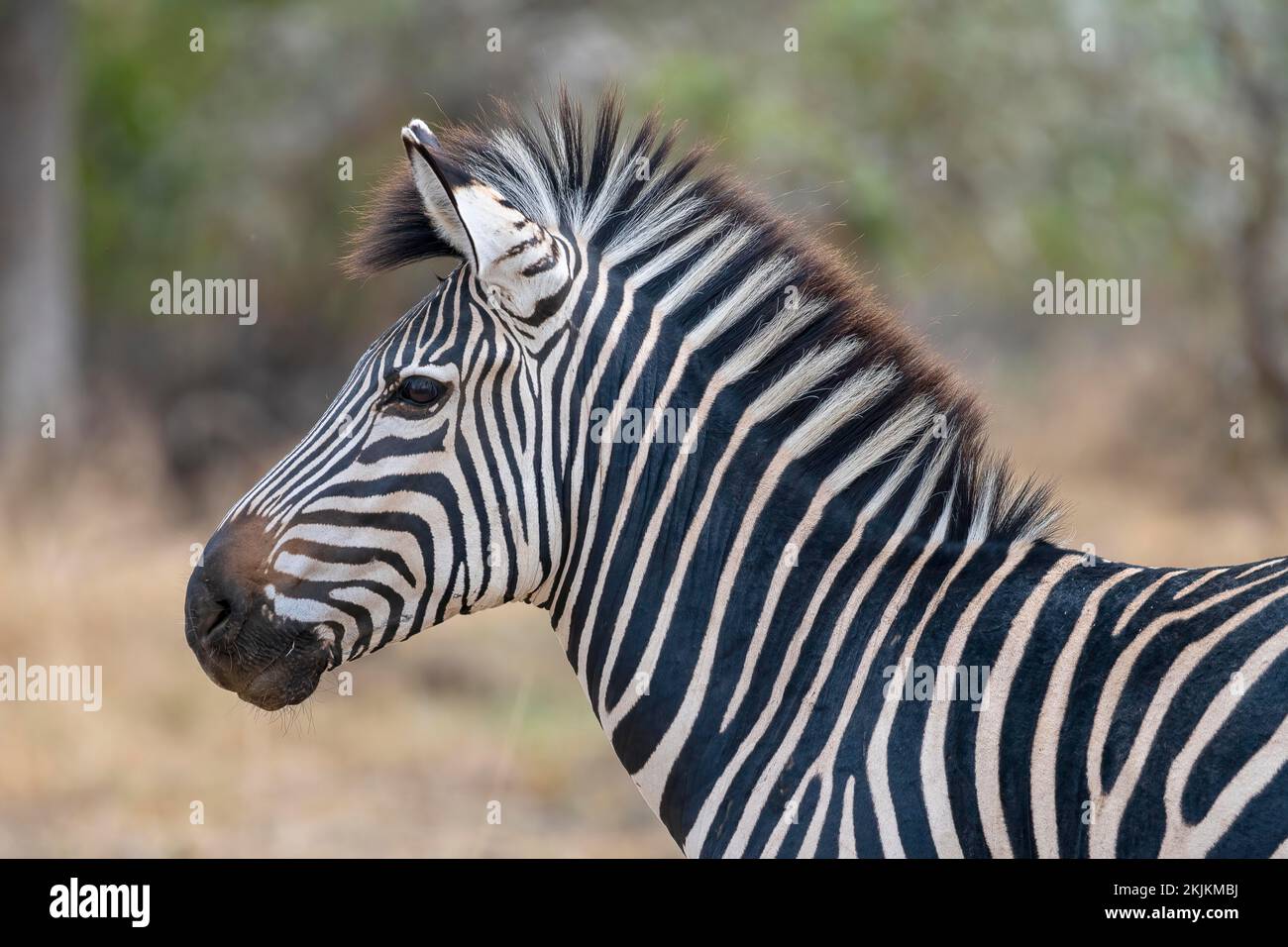 Plains Zebra of the subspecies crawshay's zebra (Equus quagga crawshayi ...