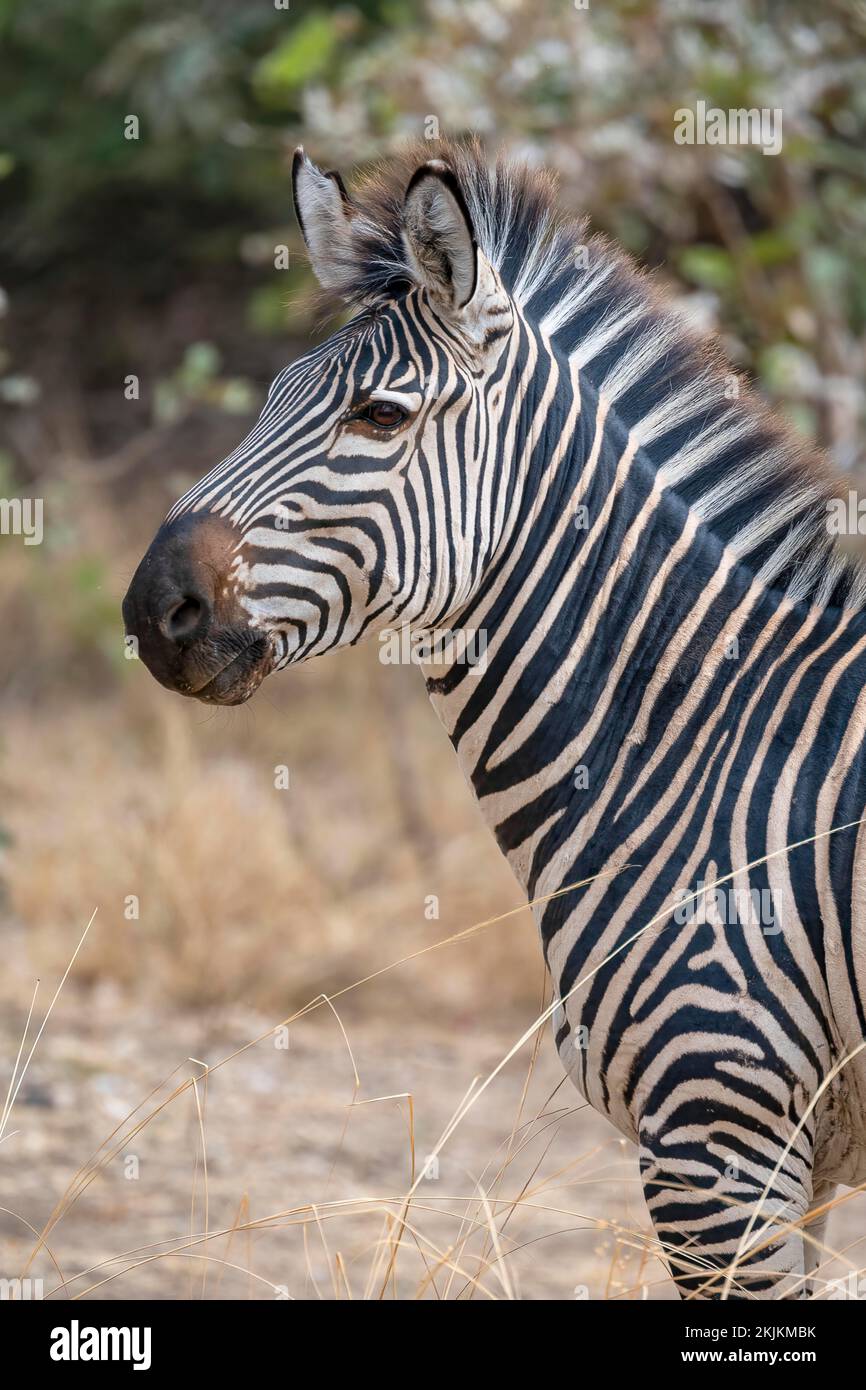 Plains Zebra of the subspecies crawshay's zebra (Equus quagga crawshayi ...