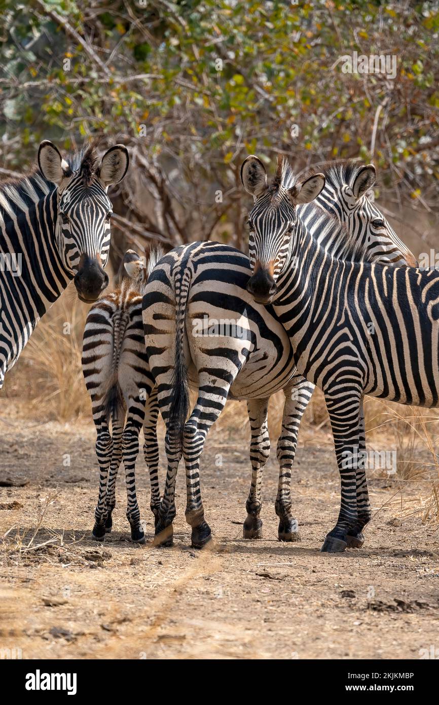 Plains Zebra of the subspecies crawshay's zebra (Equus quagga crawshayi ...