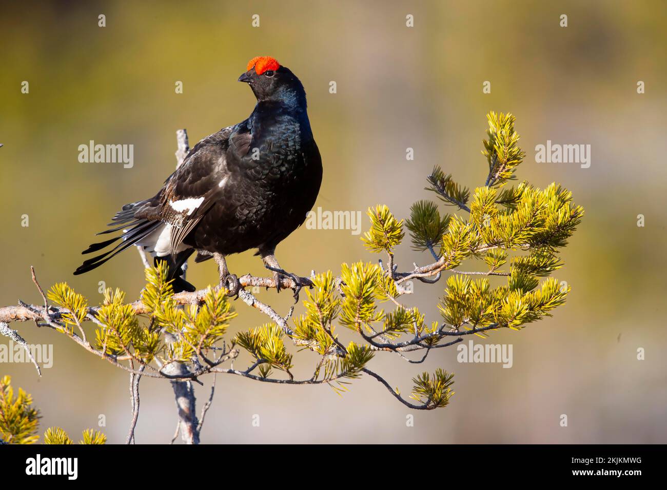 Black grouse (Tetrao tetrix) male, courting, Sweden, Europe Stock Photo ...