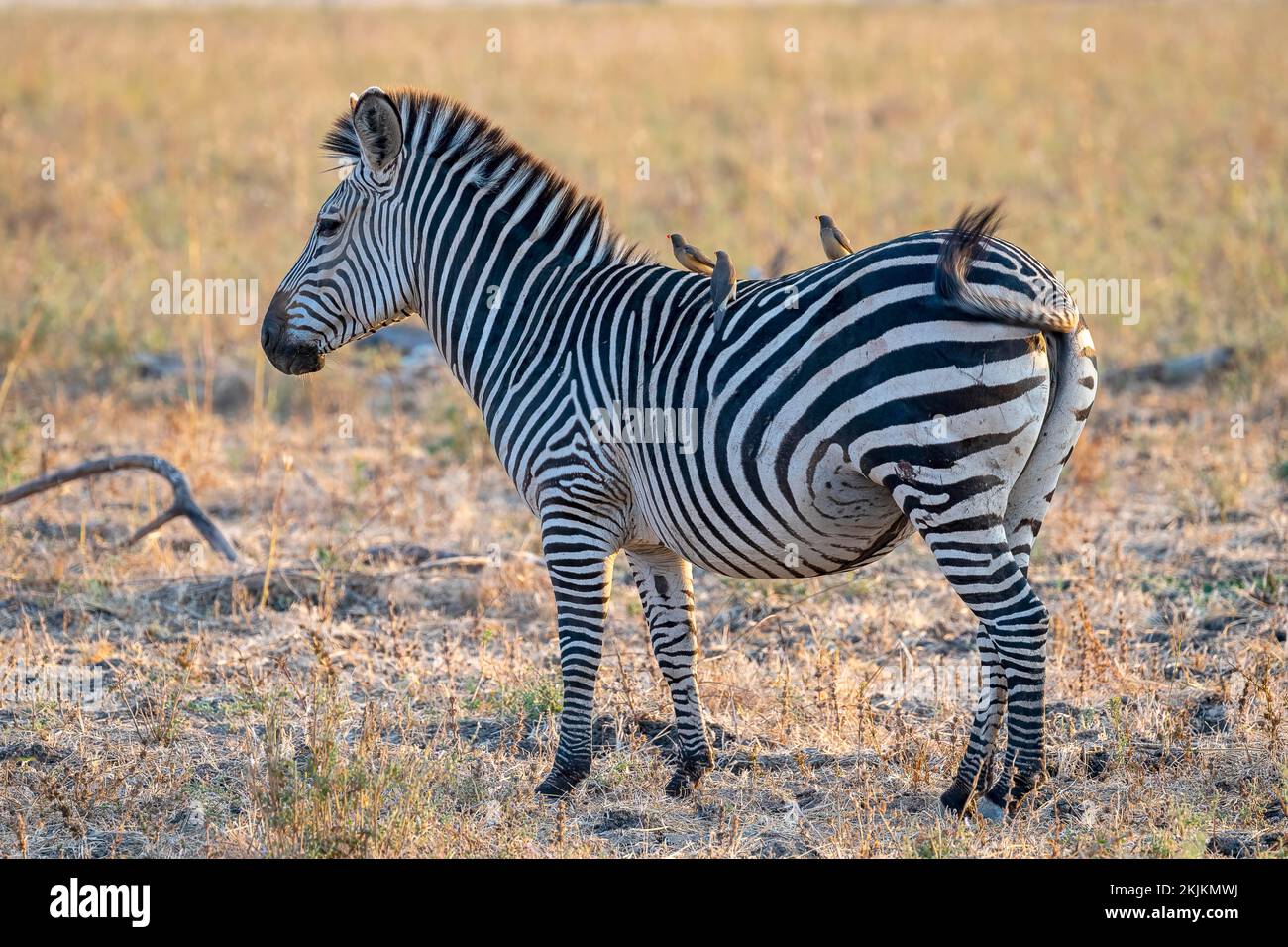 Zebra grooming hi-res stock photography and images - Alamy